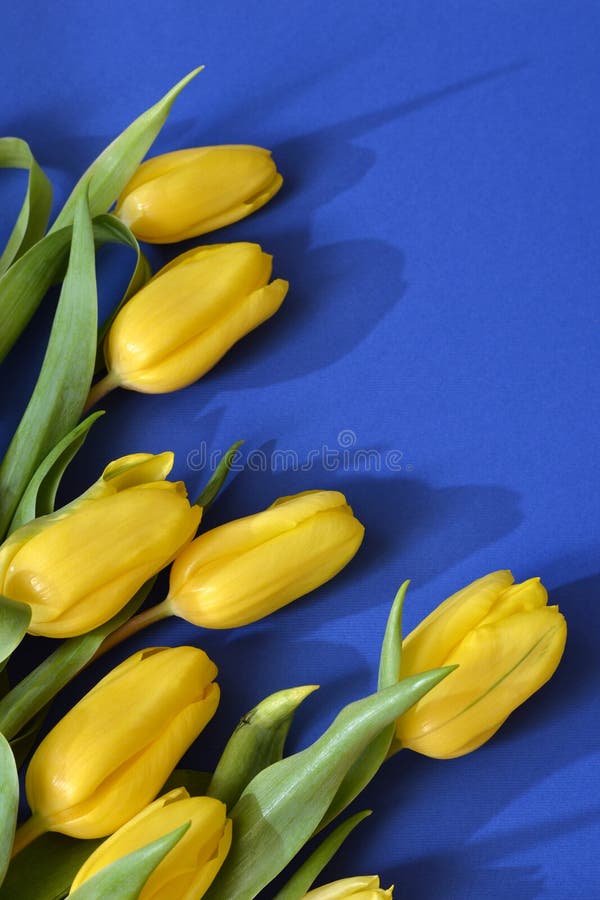 Yellow Tulips on Blue Background, Hard Light Stock Image - Image of ...