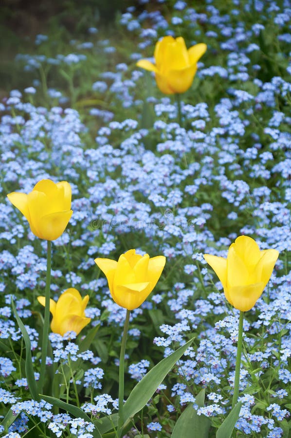 Forget-me-nots stock photo. Image of season, green, spring - 37858292