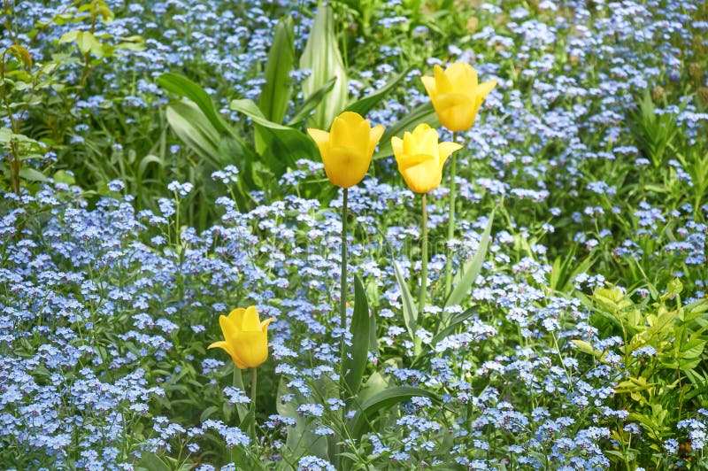 Yellow Tulips Blue Forget Me Nots Spring Garden Meadow Stock Photos ...