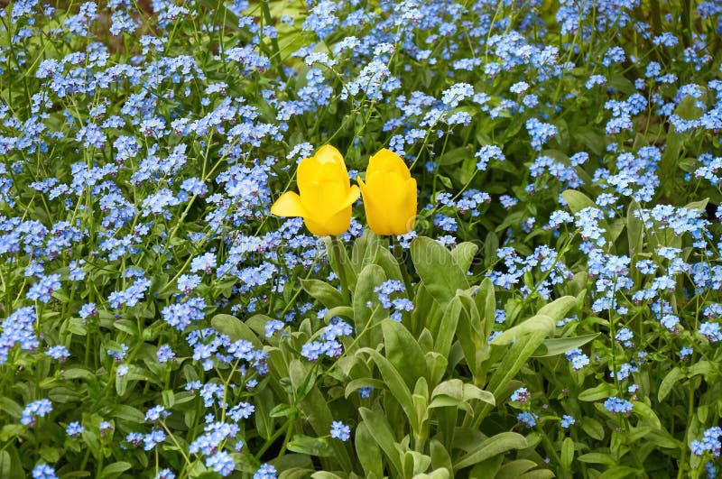 Yellow Tulips and Blue Forget-me-nots in a Spring Garden Meadow Stock ...
