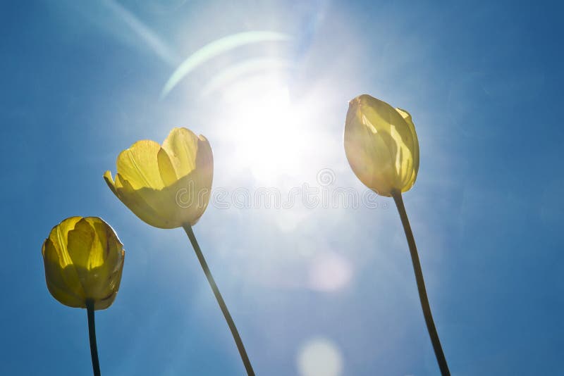 Yellow Tulips on the Blue Sky. Bright Sun. Sunshine. Stock Photo ...