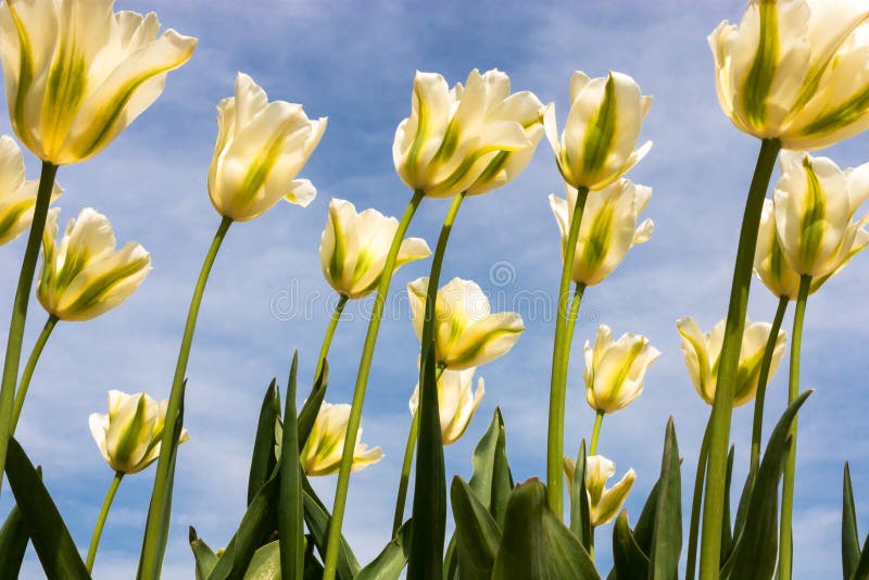 Yellow tulips stock photo. Image of tulip, garden, yellow - 82236712