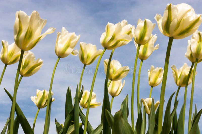 Yellow tulips stock image. Image of garden, plant, scattered - 82237079