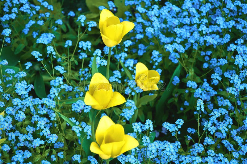 Blue Forget Me Not Flowers in Garden Stock Photo - Image of grass ...