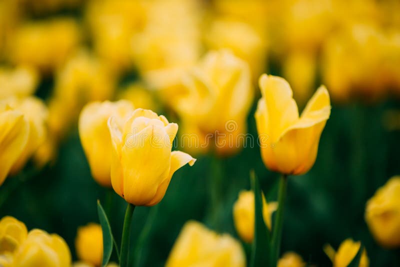 Yellow Tulips Flowers in Spring Garden Flower Bed Stock Image - Image ...