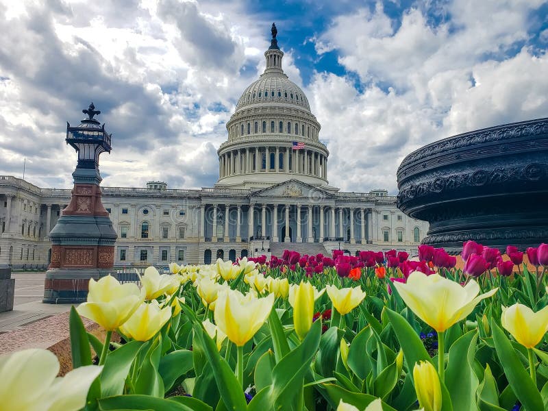 Yellow Tulips in Front of the Capitol Building in Washington, D.C ...
