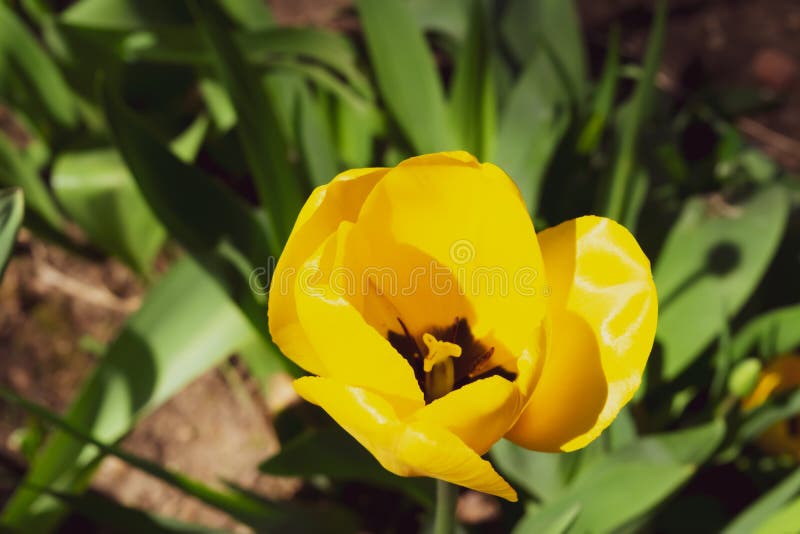 Yellow Tulip in the Garden, Close-up. Spring Flowering Stock Photo ...