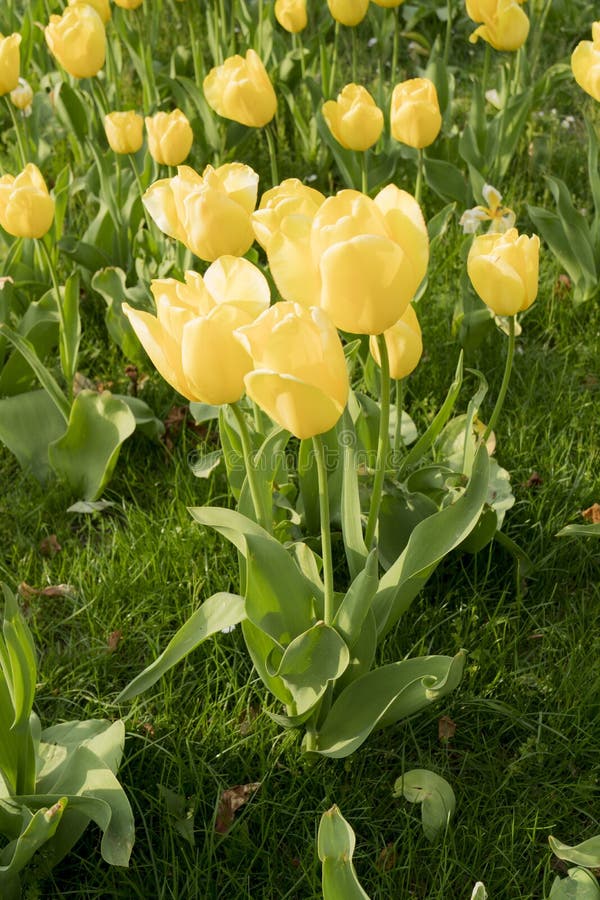 Tulips growing outside stock photo. Image of shade, orange - 50963630