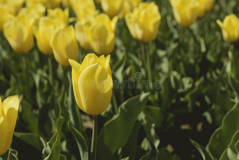 Yellow Tulips Growing in Spring Stock Photo - Image of ephemeral, green ...