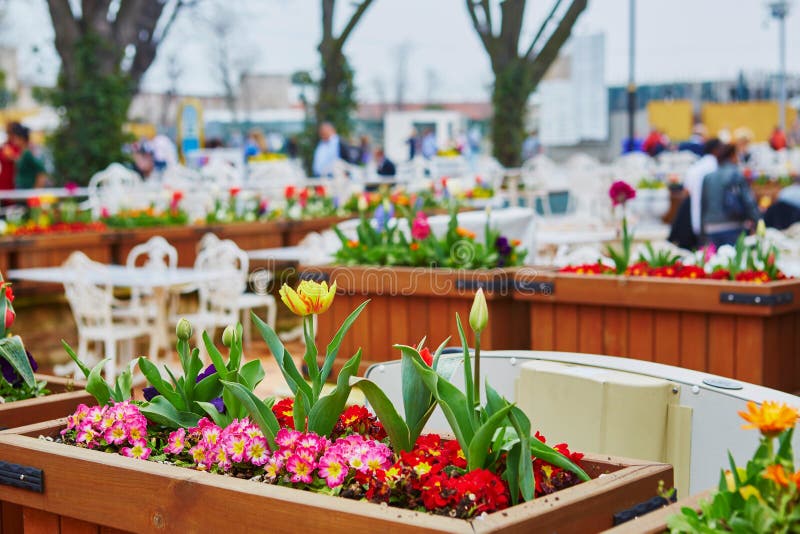 Yellow Tulips in Istanbul, Turkey on a Spring Day Stock Image - Image ...