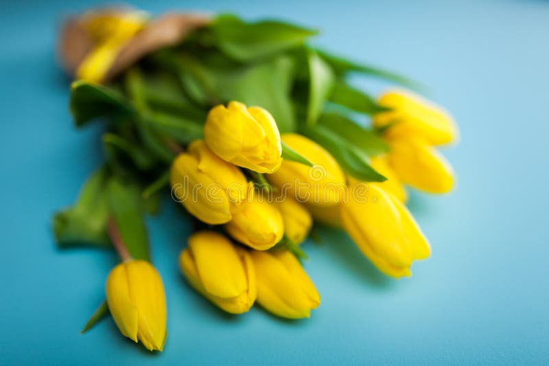 Yellow Tulips on Blue Background Stock Image - Image of desk, floral ...