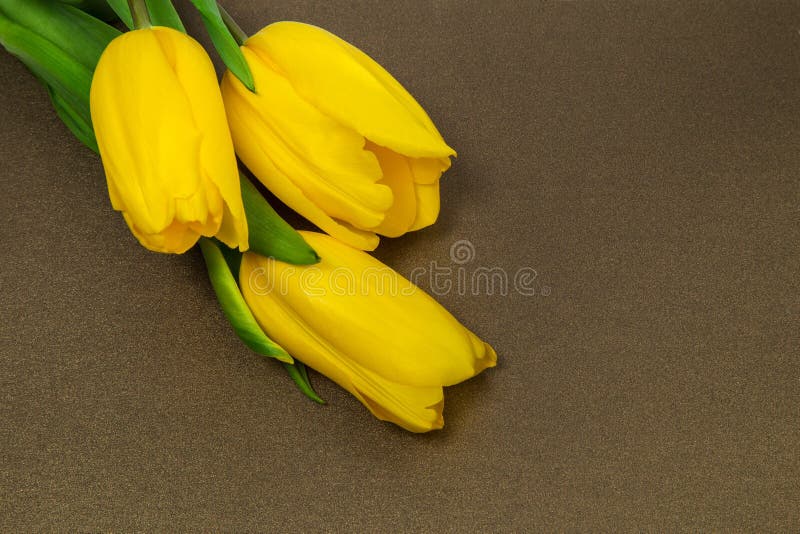 Yellow tulips on paper, stock image. Image of flowers - 86225713