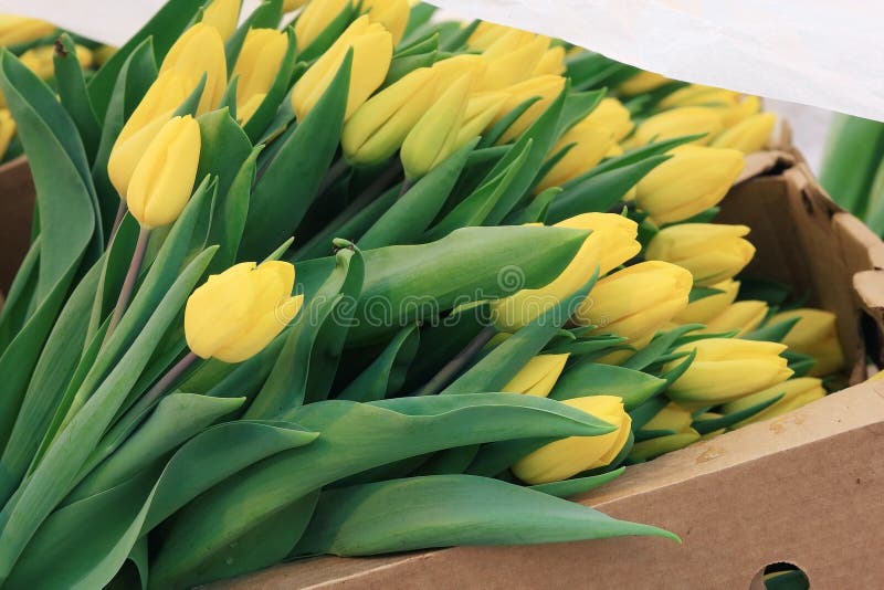 Yellow tulips stock photo. Image of field, grow, blur - 69331566
