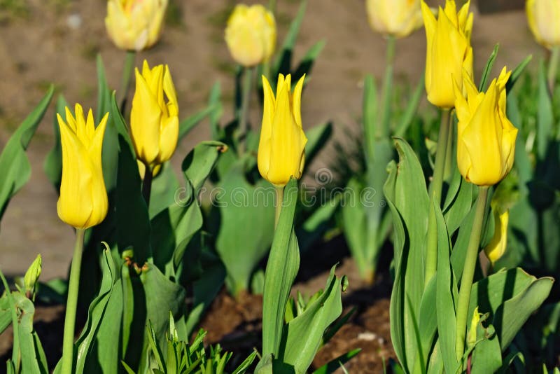 Yellow Tulips. Spring Background Stock Photo - Image of flower, summer ...
