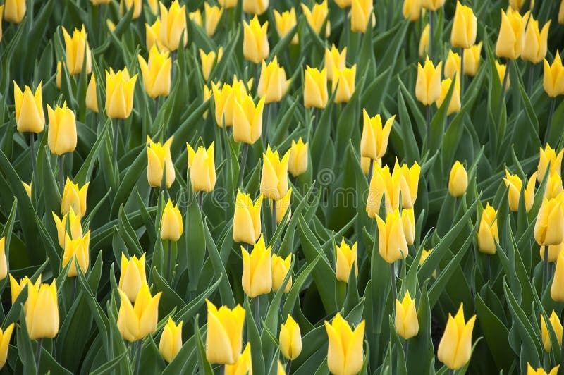 Yellow Tulips during the Spring Stock Photo - Image of elegant, spring ...