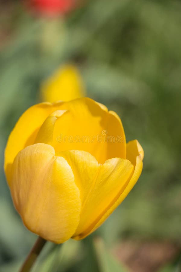 Yellow Tulips Spring Blossom on Grass Stock Photo - Image of color ...