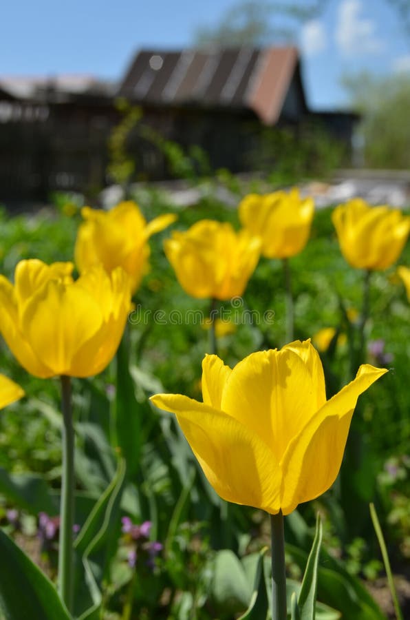 Yellow Tulips in Spring Day Stock Photo - Image of horizontal, colors ...