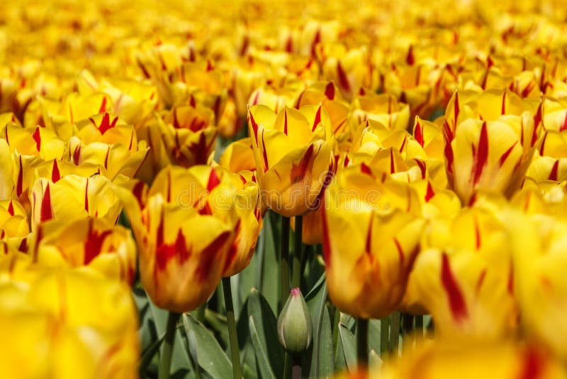 Yellow tulips in spring stock image. Image of gift, full - 45577851