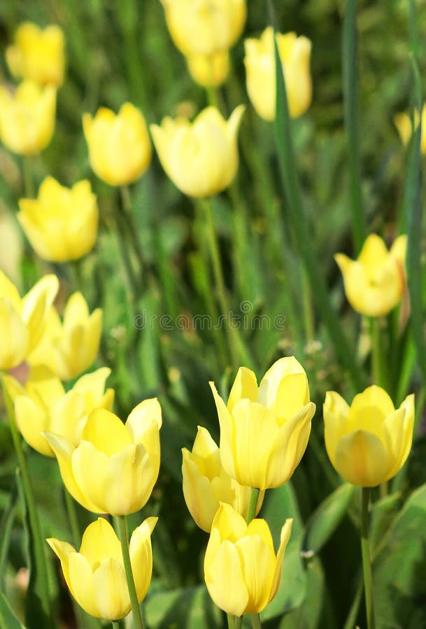 Yellow tulips stock photo. Image of floral, natural, harvest - 77035354
