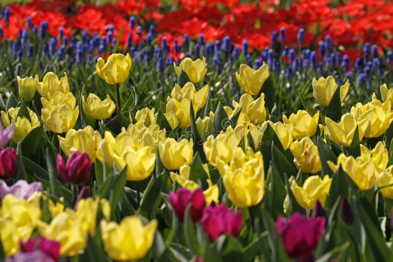 Yellow Tulips in Spring, Netherlands Stock Image - Image of ...