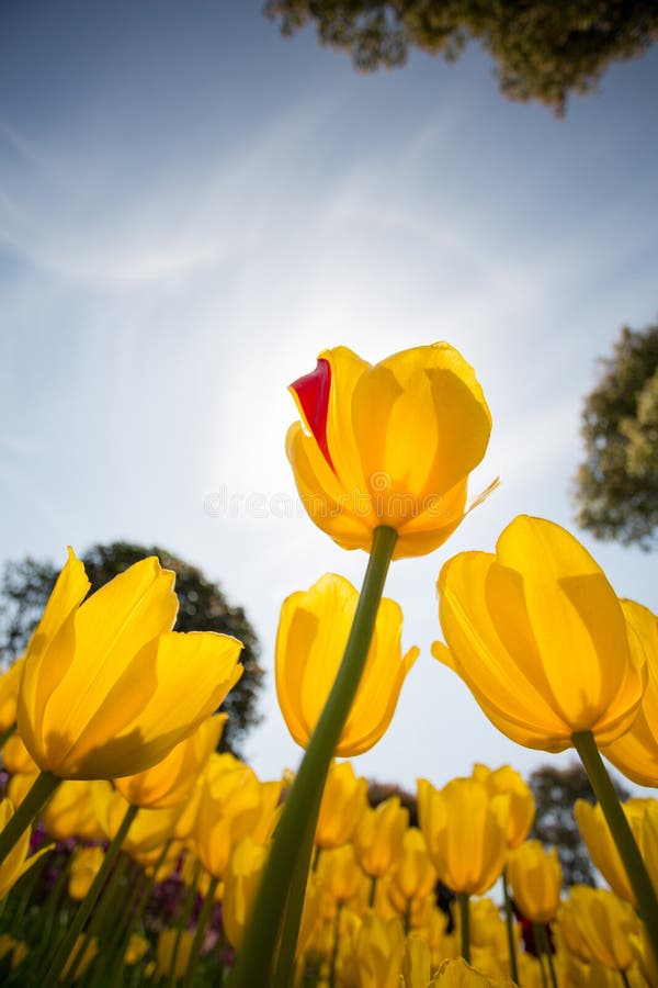 Yellow tulips stock image. Image of group, nature, beauty - 30419205