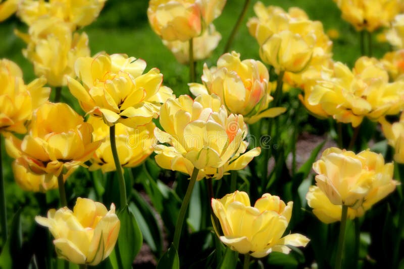 Yellow Tulips in the Sunshine Stock Image - Image of yellow, sunshine ...