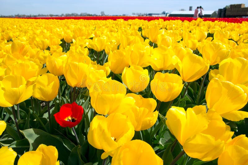 Red Tulips in Holland stock image. Image of agriculture - 22822651