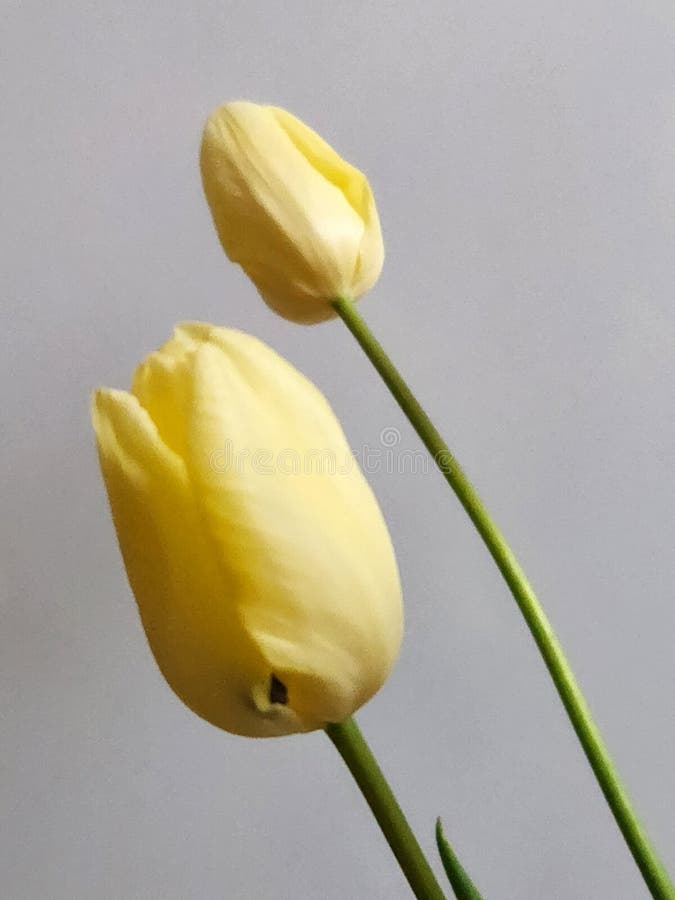 Yellow Tulips. Yellow Tulip Flowers on a Light Background Stock Photo ...
