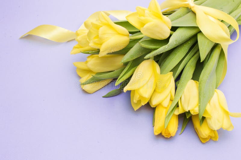 Yellow Tulips with Yellow Ribbon on Purple Stock Image - Image of ...