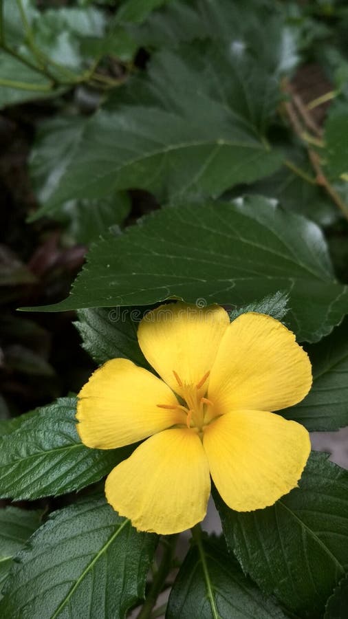 Yellow Turnera Ulmifolia Flower. Stock Image - Image of yellow, garden ...