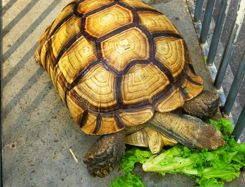 Yellow turtle eating stock photo. Image of animal, turtle - 108010336