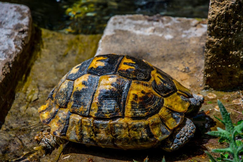 The yellow turtle stock image. Image of exotic, wild - 118248369