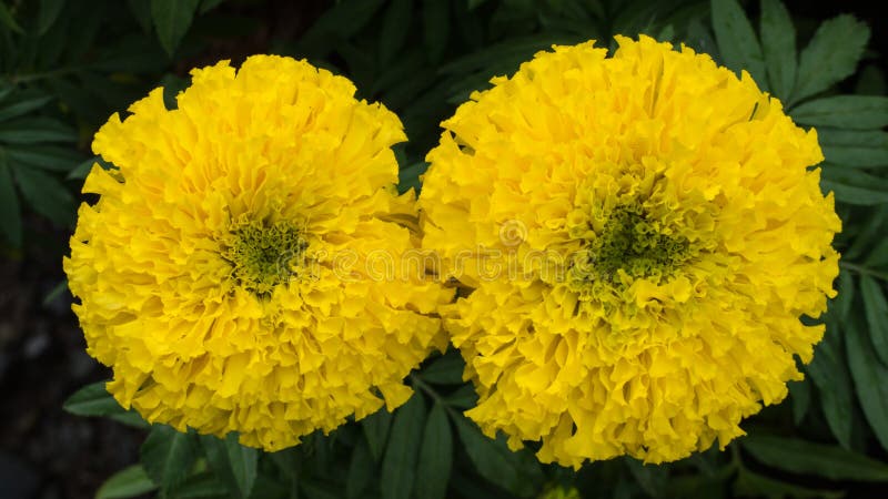 Yellow Two Calendula Flowers Blooming Stock Image - Image of field ...