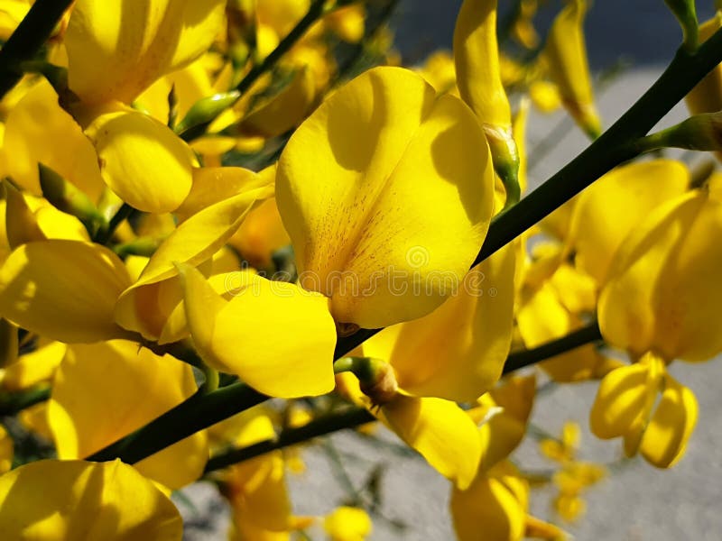 Yellow Flower Spartium Junceum Stock Photo - Image of junceum, blooming ...