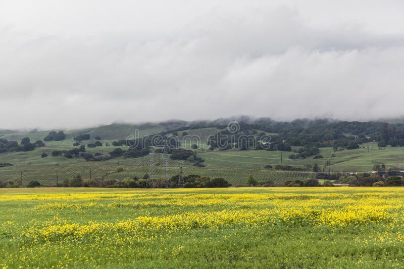 The Yellow Valley II stock photo. Image of california - 39483038