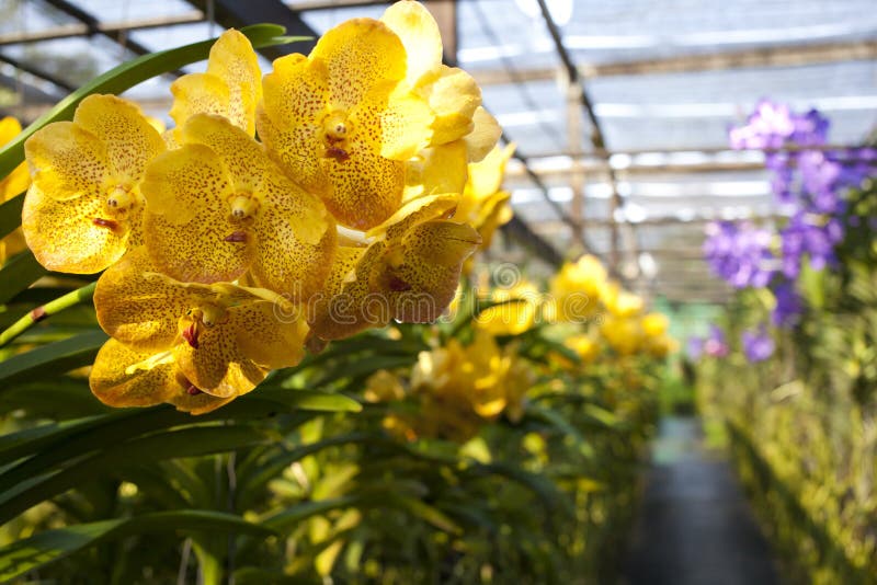 Yellow Vanda stock photo. Image of closeup, farm, decorative - 29256482