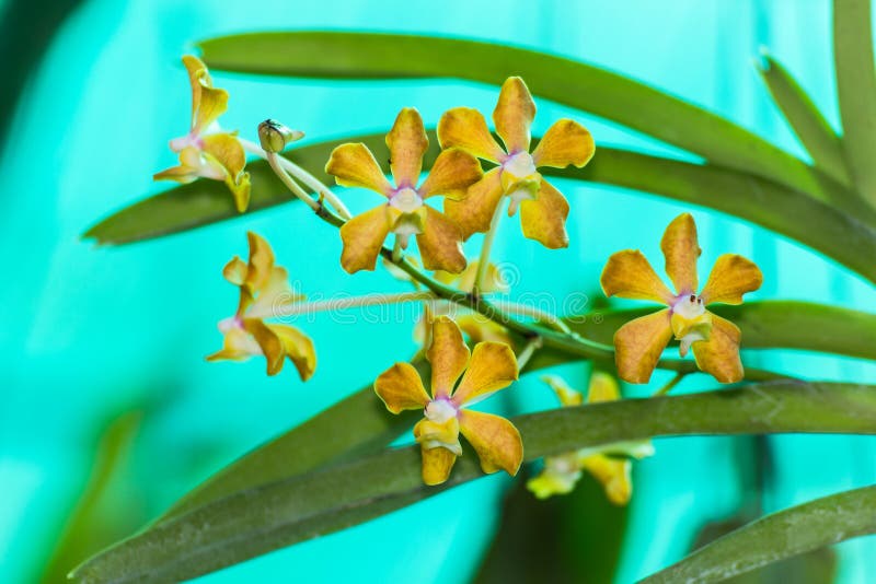 Yellow vanda orchid flower stock image. Image of botany - 69200063