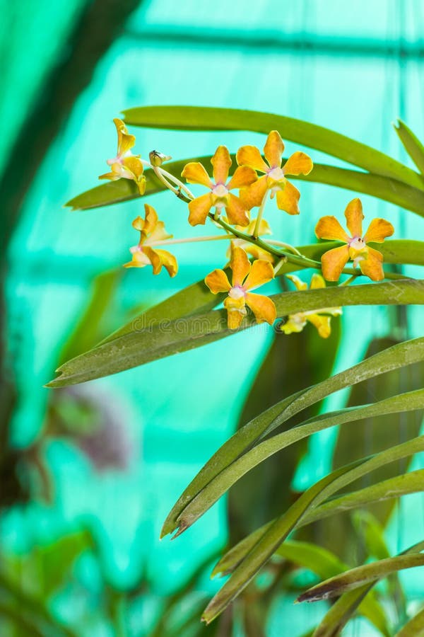Yellow vanda orchid flower stock photo. Image of ascocentrum - 70192844