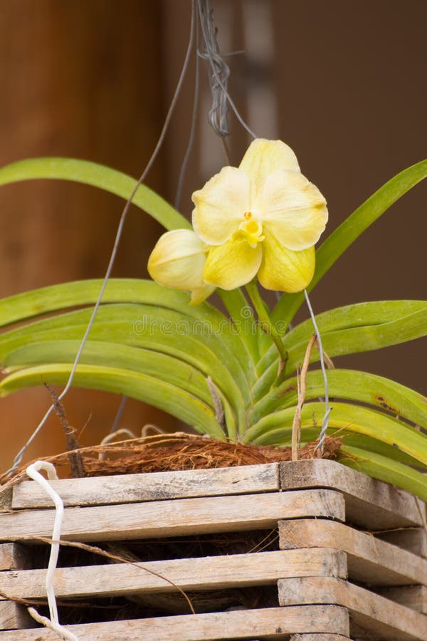 Yellow Vanda Orchid Beauty in Nature Stock Image - Image of flower ...
