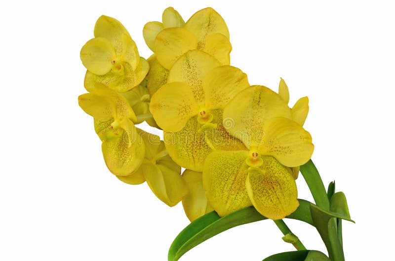 Yellow Vanda Orchid on White Background Stock Photo - Image of spring ...