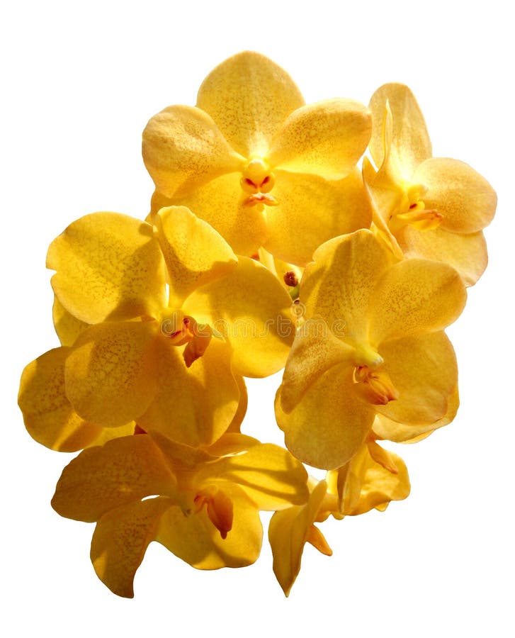 Yellow Vanda Orchid on White Background Stock Photo - Image of white ...