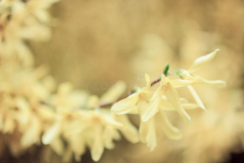 Multi Color Powder Explosion on White Background Stock Image - Image of ...