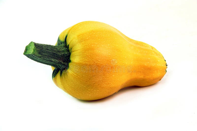 Yellow vegetable marrow. stock image. Image of plant - 25762953