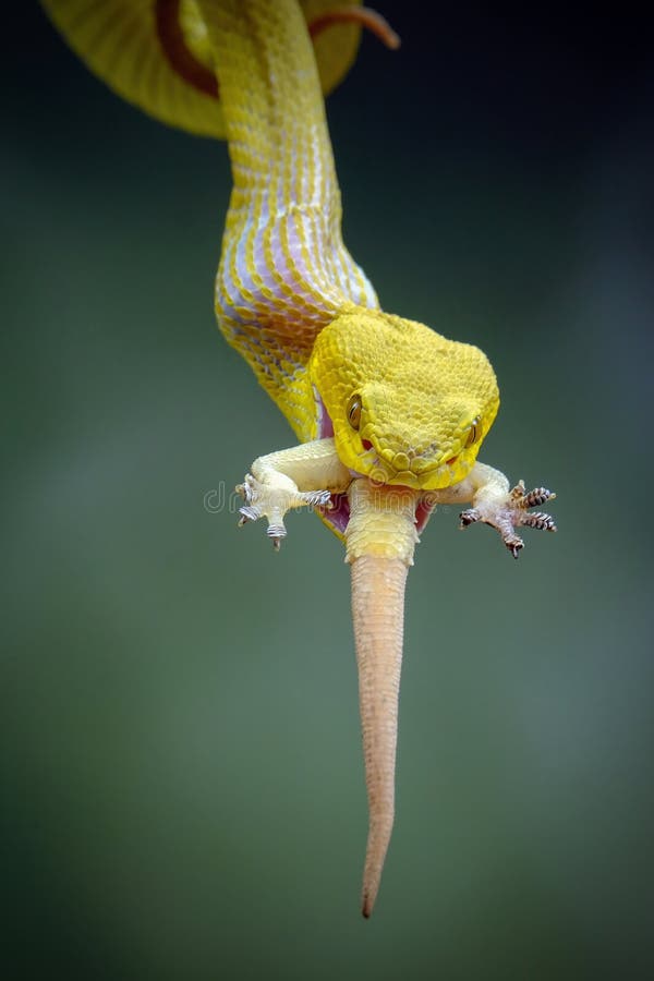 Yellow Venomous Snake on the Tree Stock Photo - Image of poisonous ...