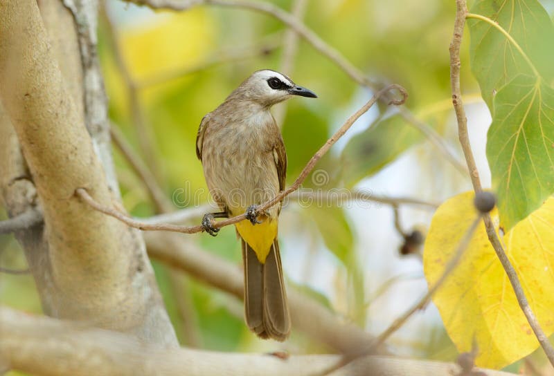 Yellow-vented bulbul stock image. Image of rainforest - 51579361
