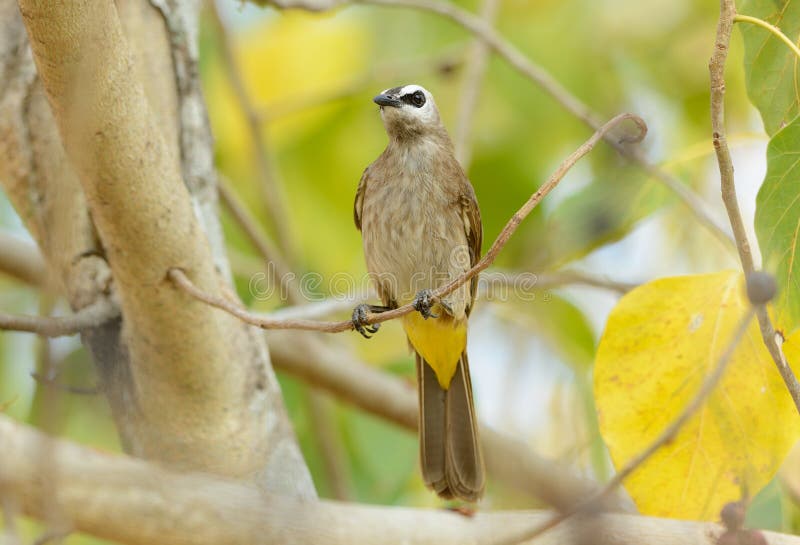 Yellow-vented bulbul stock image. Image of rainforest - 51579361