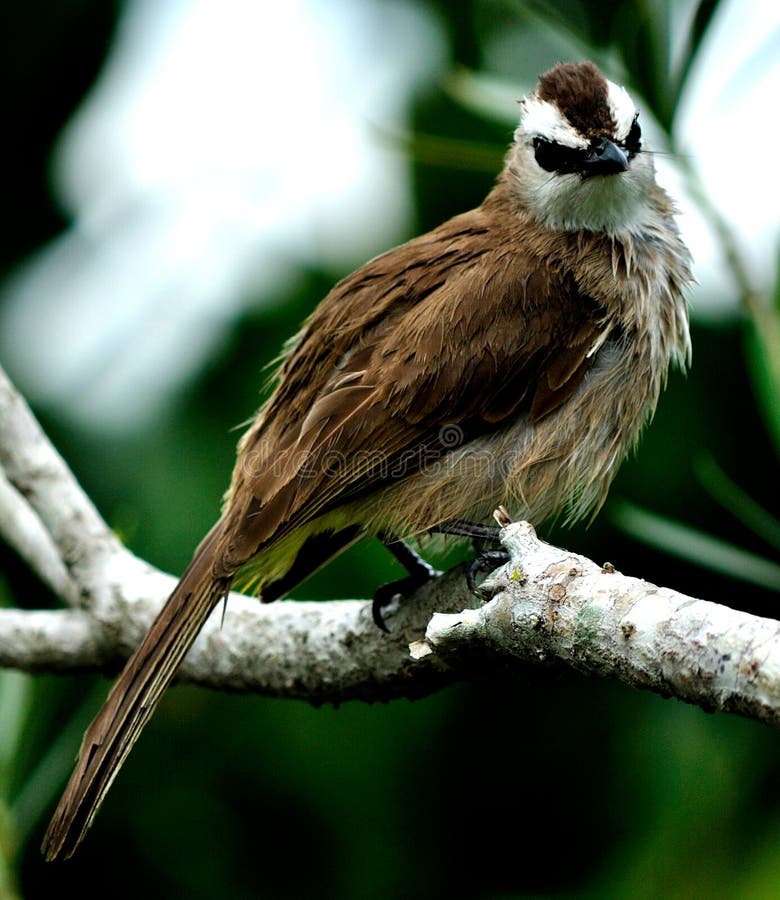 Yellow-vented bulbul bird stock photo. Image of vented - 14654450
