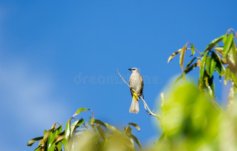 The Yellow Vented Bulbul Bird Stock Image - Image of nature, hover ...