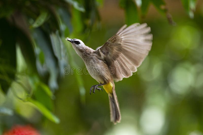 Yellow - vented Bulbul stock photo. Image of asia, nature - 199042556