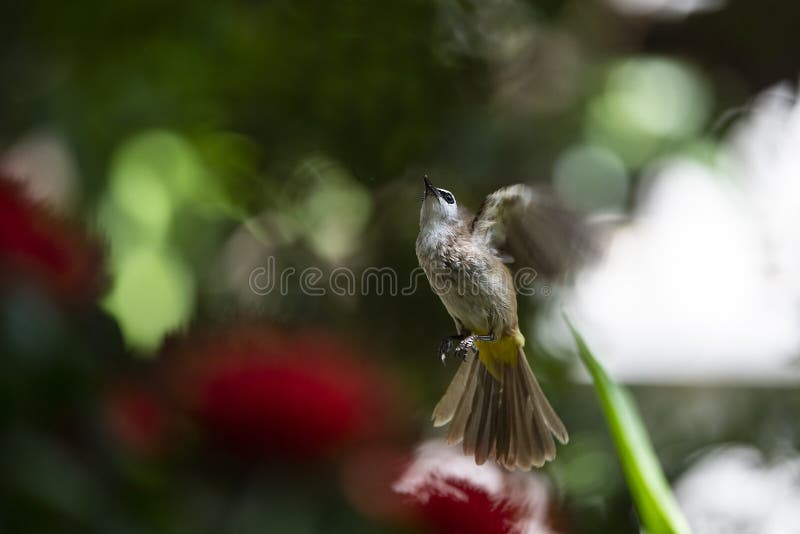 Yellow - vented Bulbul stock photo. Image of southeastern - 239416720